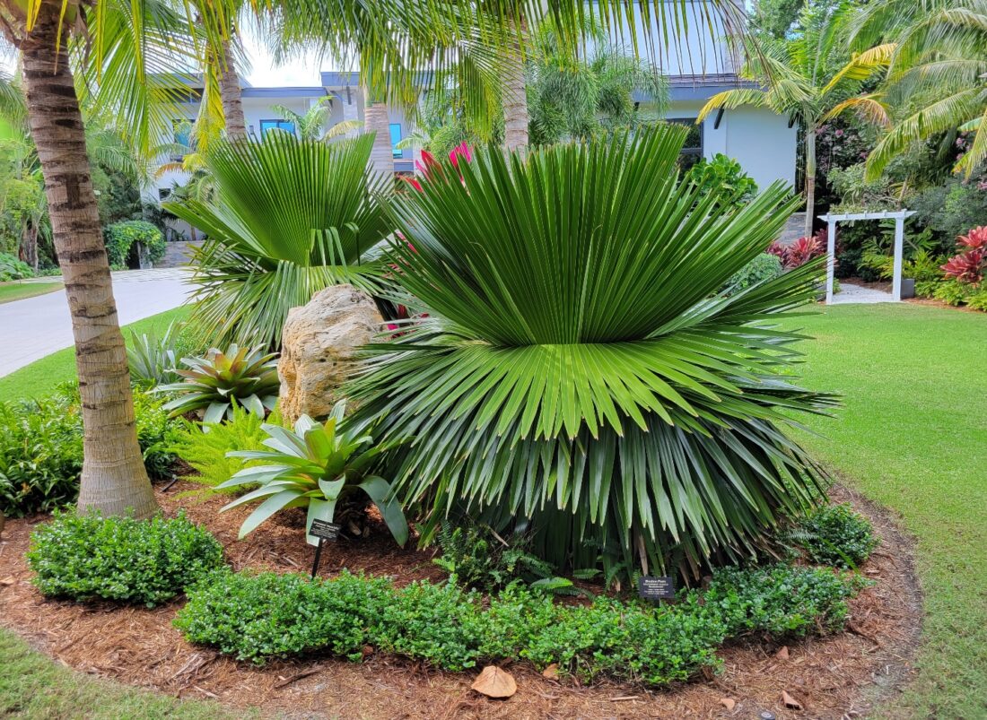 In the Garden: Cuban palm can take on ‘dressed’ appearance - SANIBEL ...